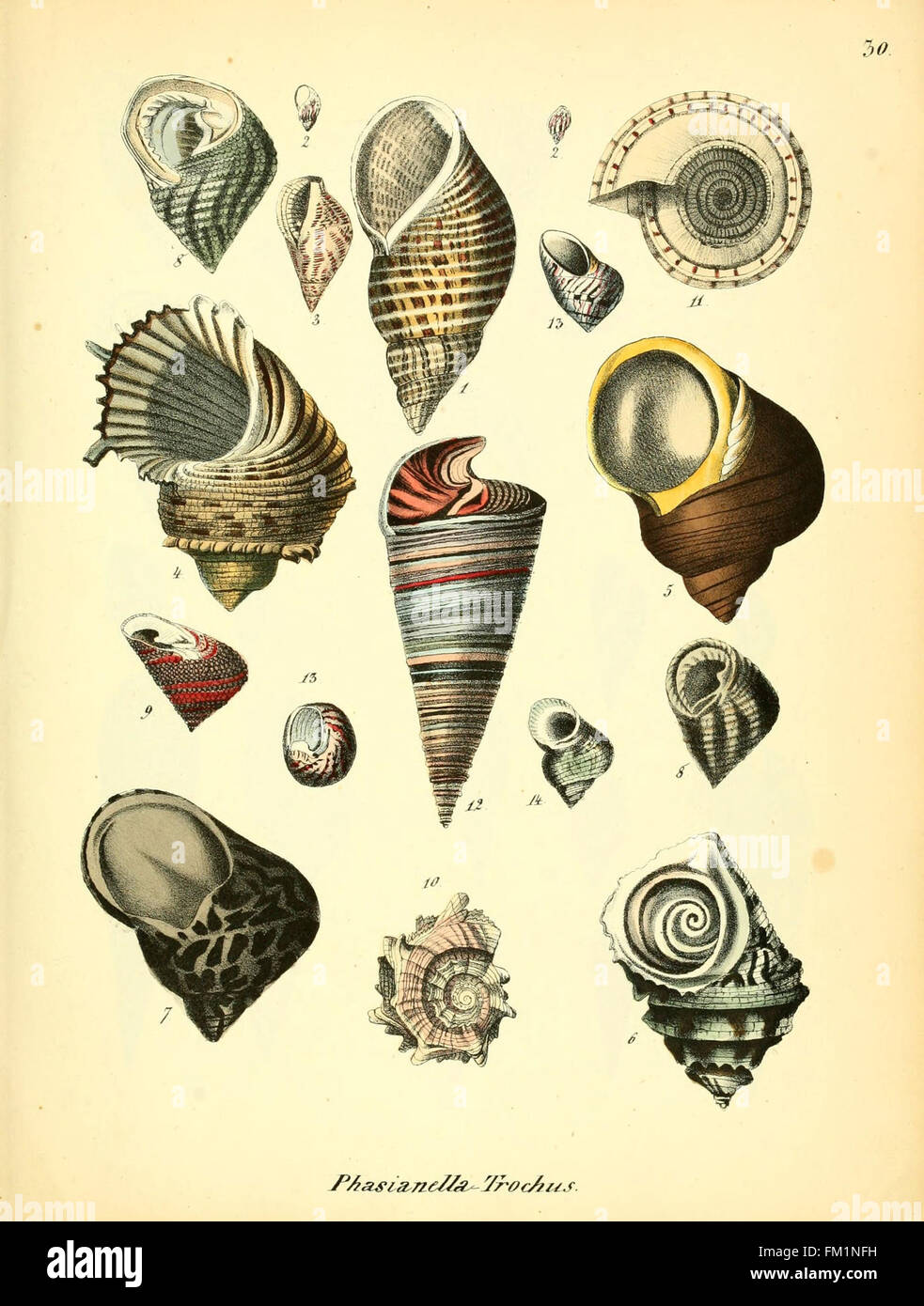 The book of shells hi-res stock photography and images - Alamy