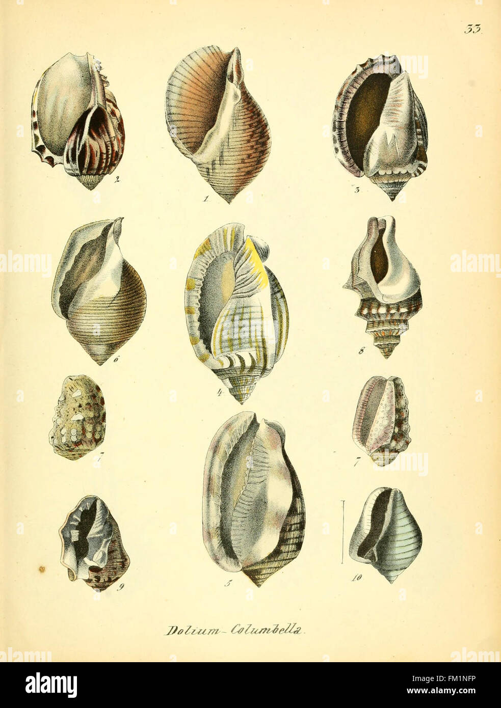 This plate from *Conchylienbuch* illustrates various mollusks ...