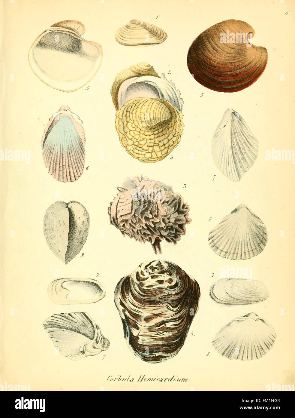 This illustration from *Conchylienbuch* shows detailed depictions of ...
