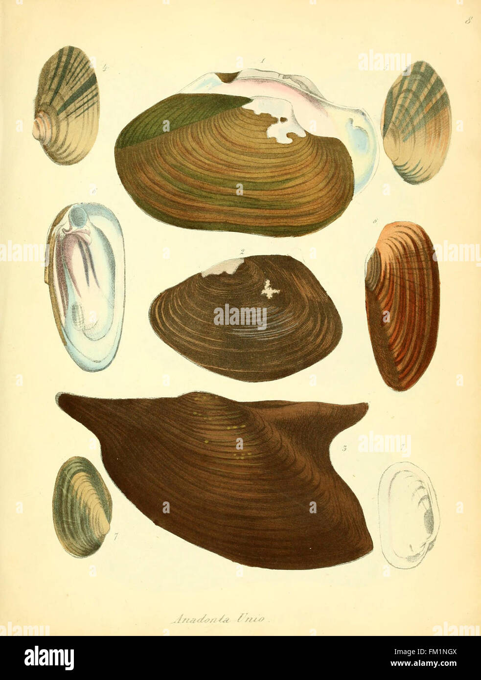 Understanding mollusk morphology hi-res stock photography and images ...