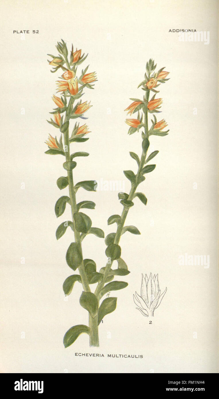 Addisonia (PLATE 52 Stock Photo - Alamy