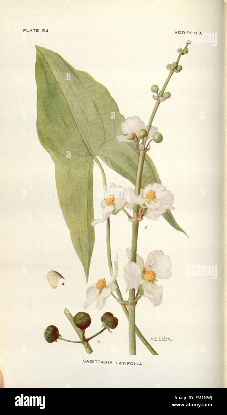 This plate from 'Addisonia' features a detailed botanical illustration ...