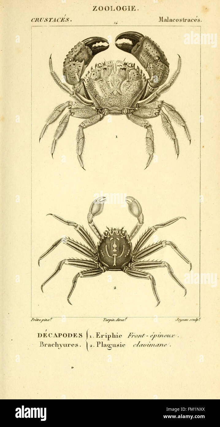 This plate presents a general overview of crustaceans, illustrating ...
