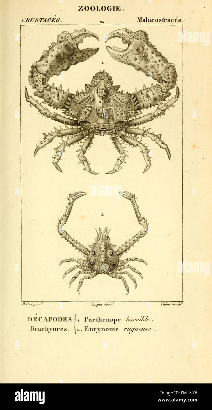 Crustacea france harvard university hi-res stock photography and images ...