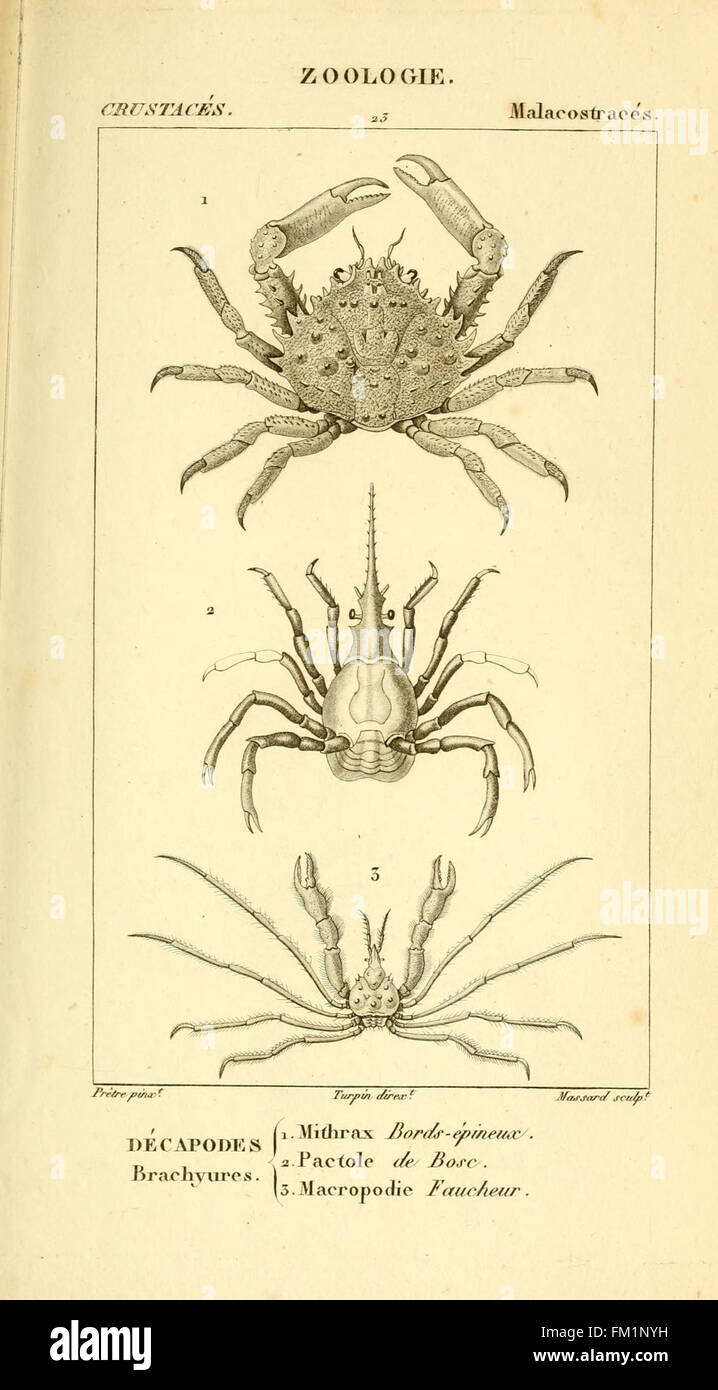 This plate from 'Considérations générales sur la classe des crustacés ...