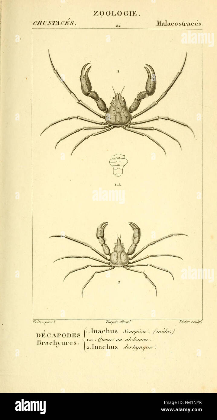 Plate 24 from *Considérations Générales sur la Classe des Crustacés ...