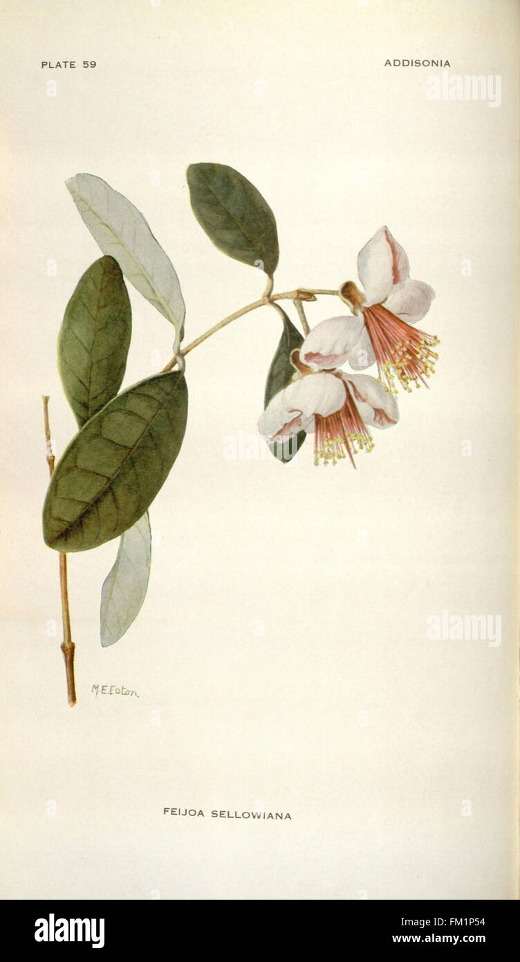 *Addisonia* (Plate 59) includes detailed botanical illustrations of ...