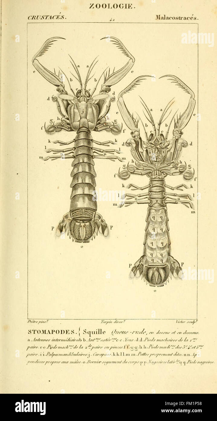 Plate 42 from 'Considérations générales sur la classe des crustacés ...