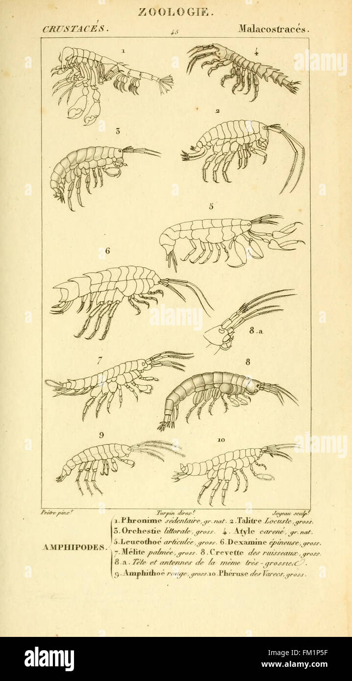 Understanding crustacean biology hi-res stock photography and images ...