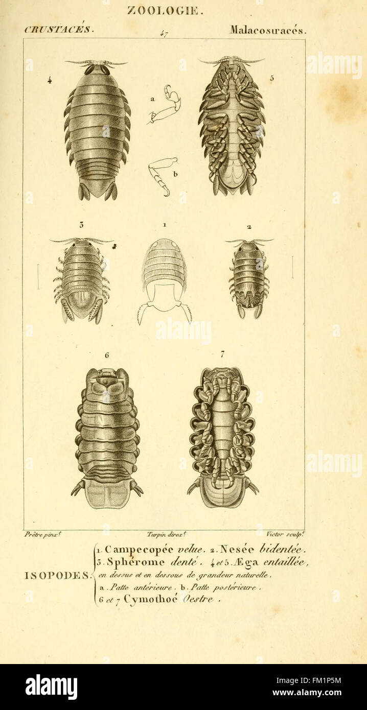 This work offers an overview of crustacean species, focusing on their ...