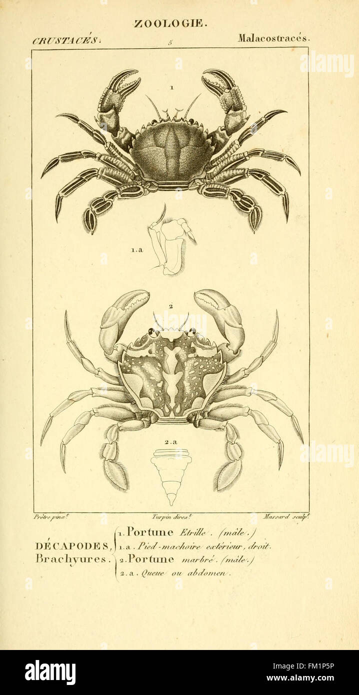Plate 5 from *Considérations générales sur la classe des crustacés ...