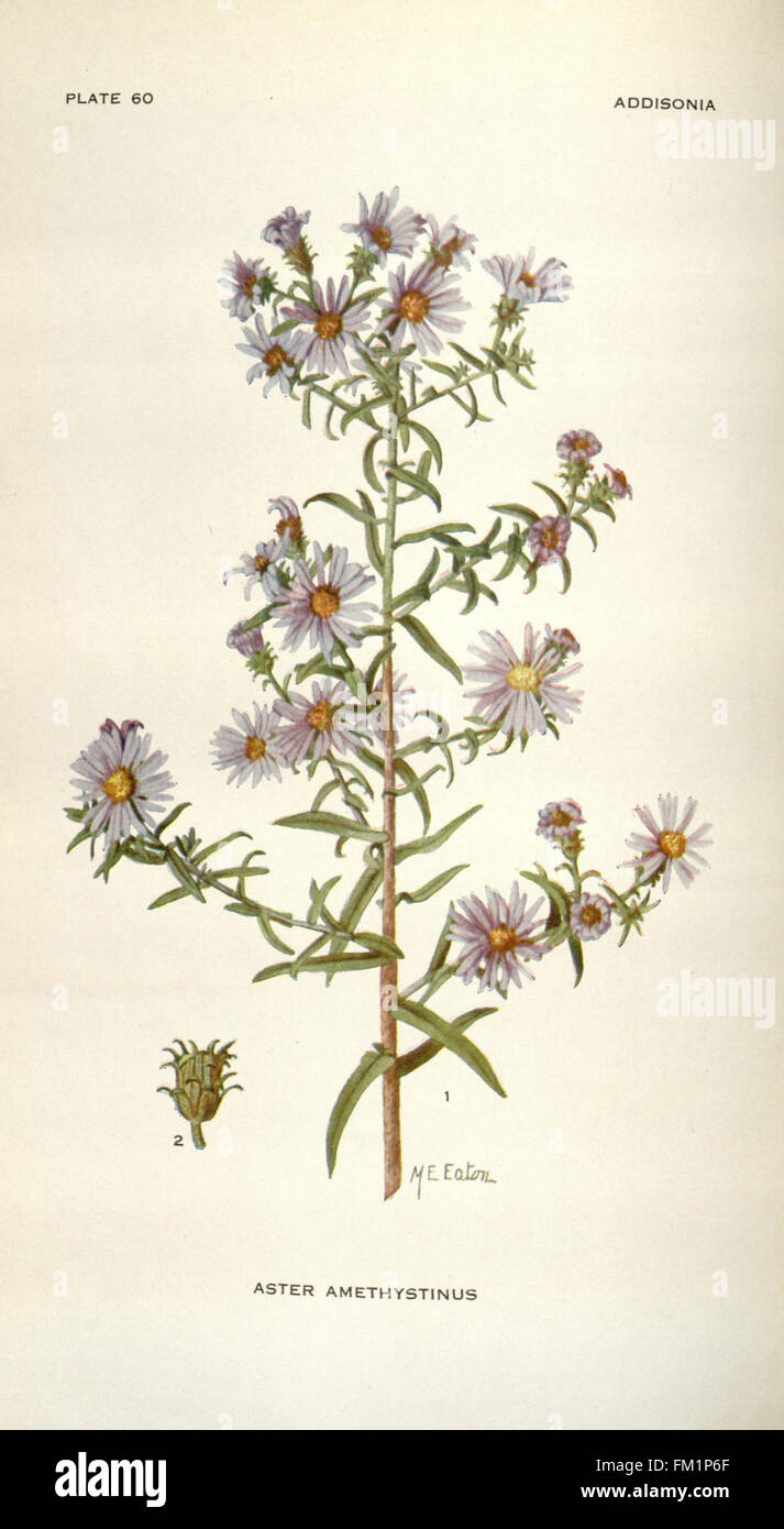 Addisonia (PLATE 60 Stock Photo - Alamy