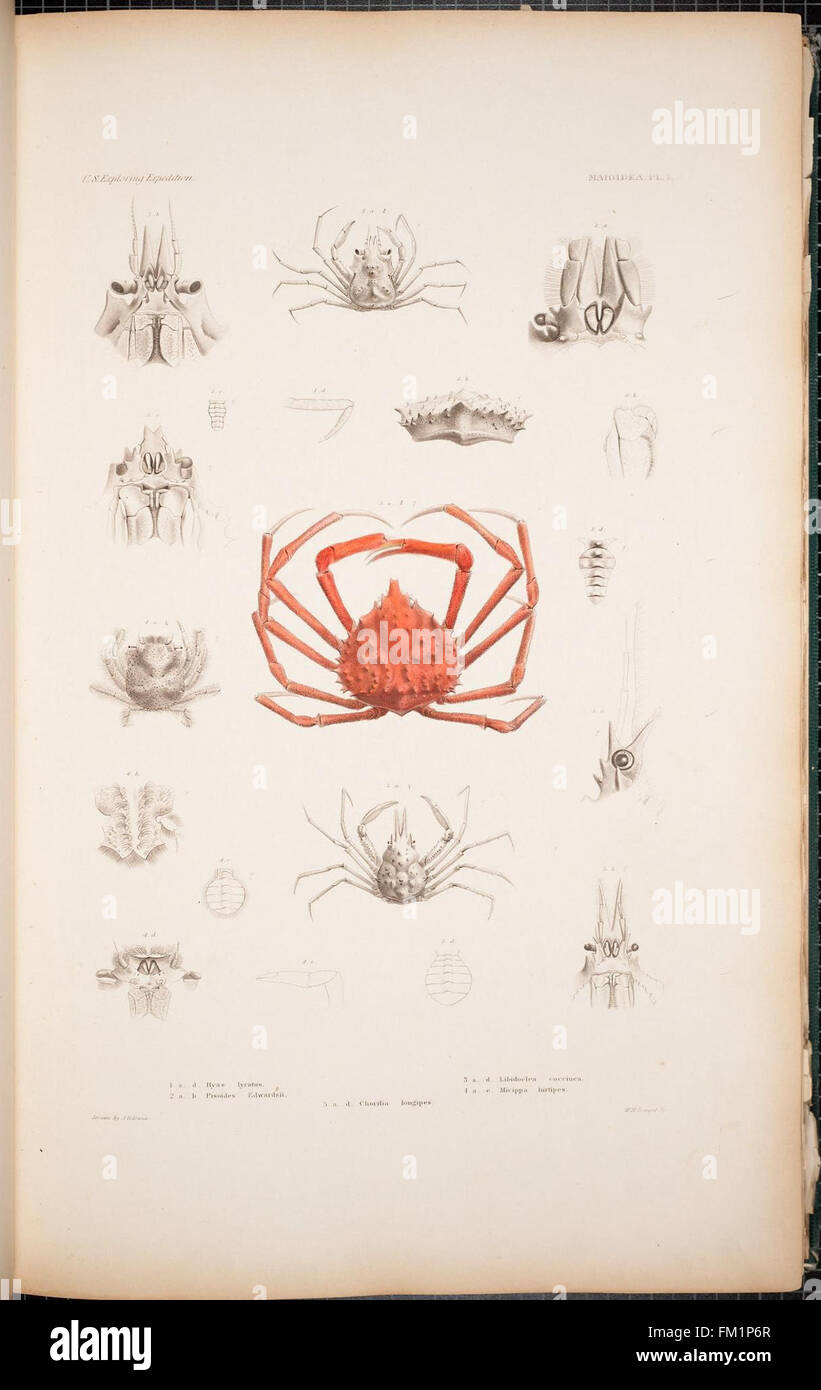 Plate 1 of 'Crustacea (Maididea)' illustrates various species of ...