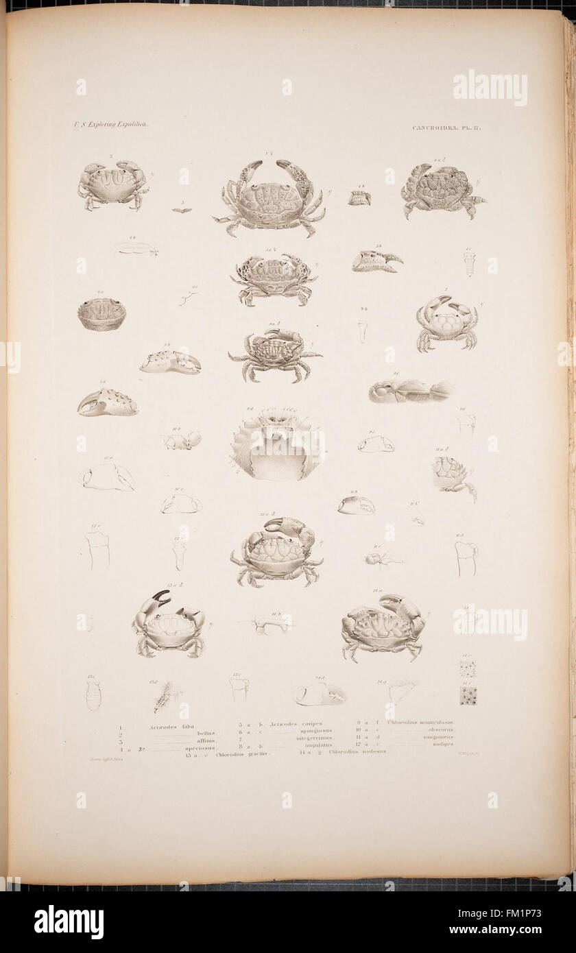 This plate from 'Crustacea' features illustrations of Maididea ...
