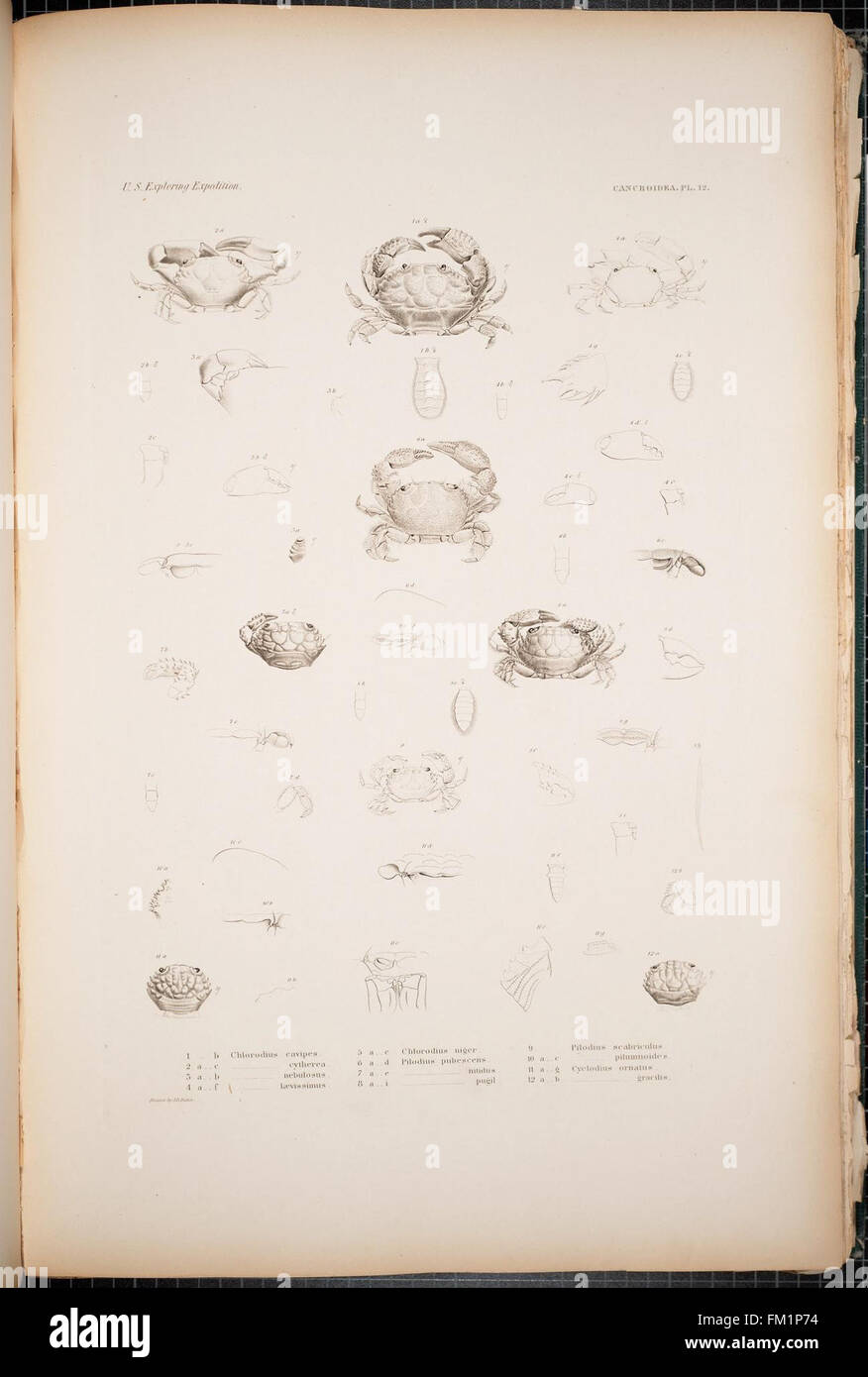'Crustacea (Maididea, Pl. 12)' provides illustrations and descriptions ...