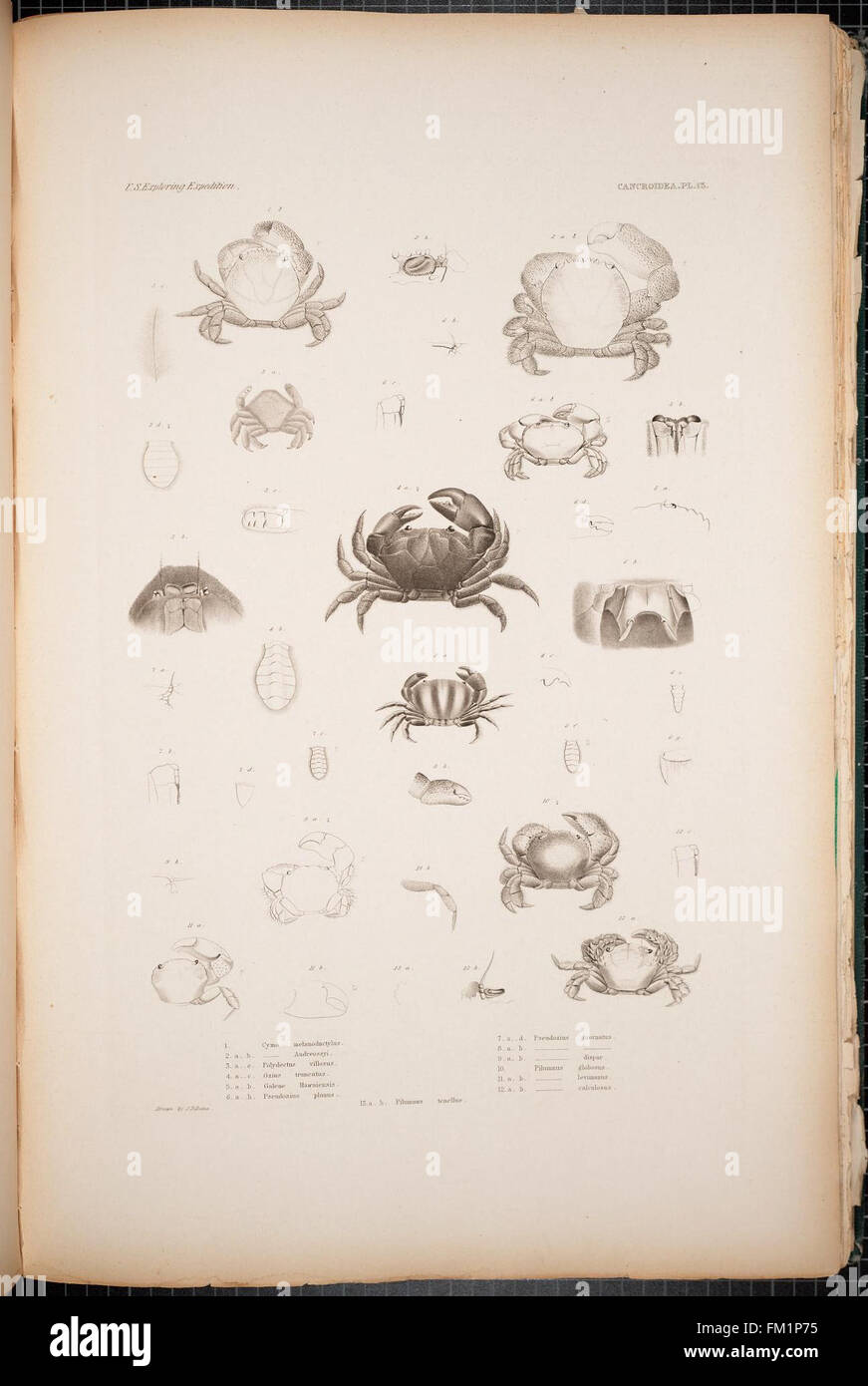 This illustration features crustaceans, focusing on the Maididea genus ...