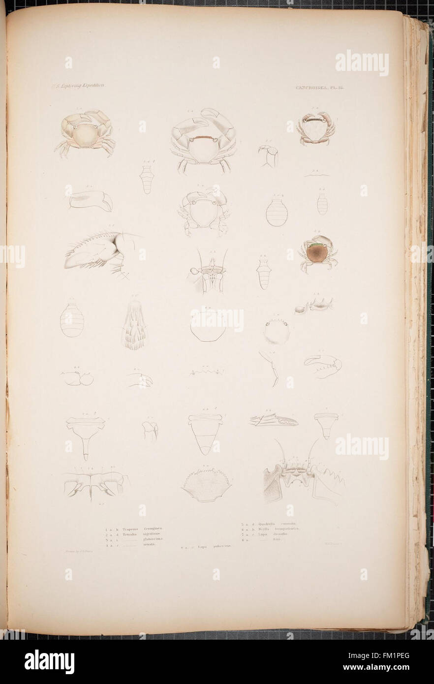 Study of crustacean morphology hi-res stock photography and images - Alamy