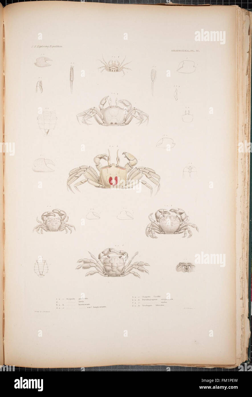 An illustration from 'Crustacea' focusing on the species Maididea, a ...