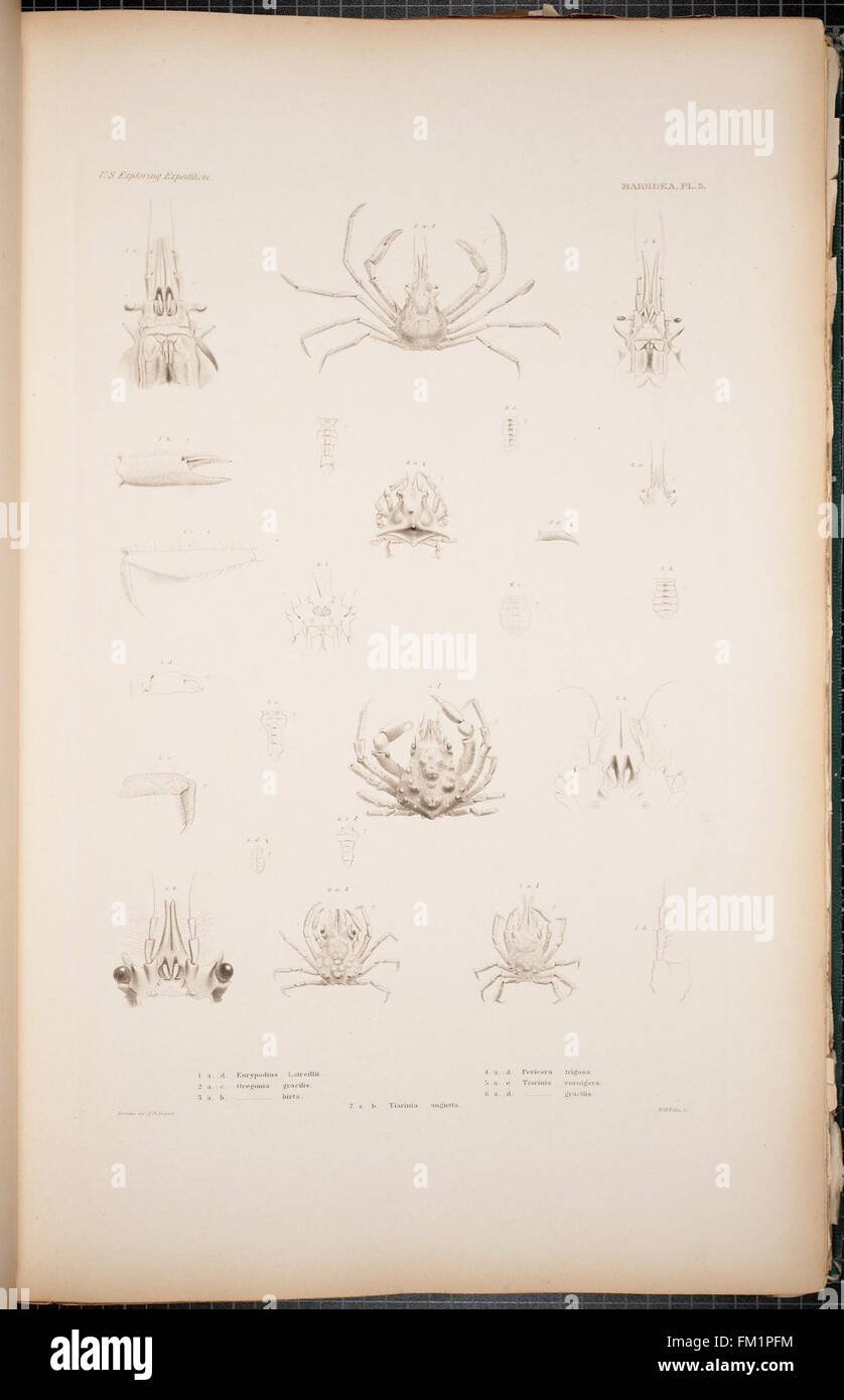 This plate from 'Crustacea' features illustrations of Maididea species ...