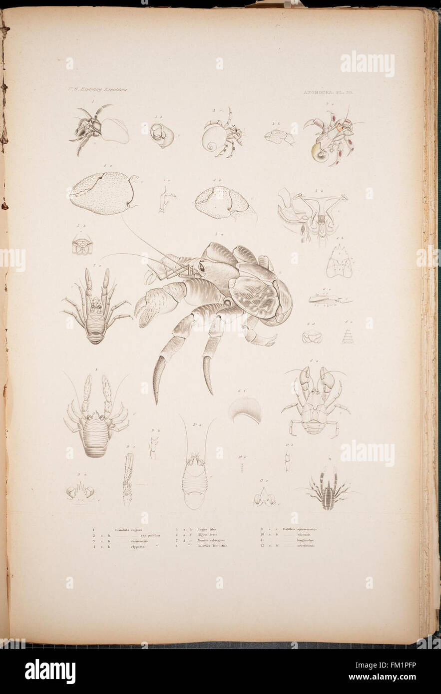 An illustration from 'Crustacea' focusing on the Maididea species ...