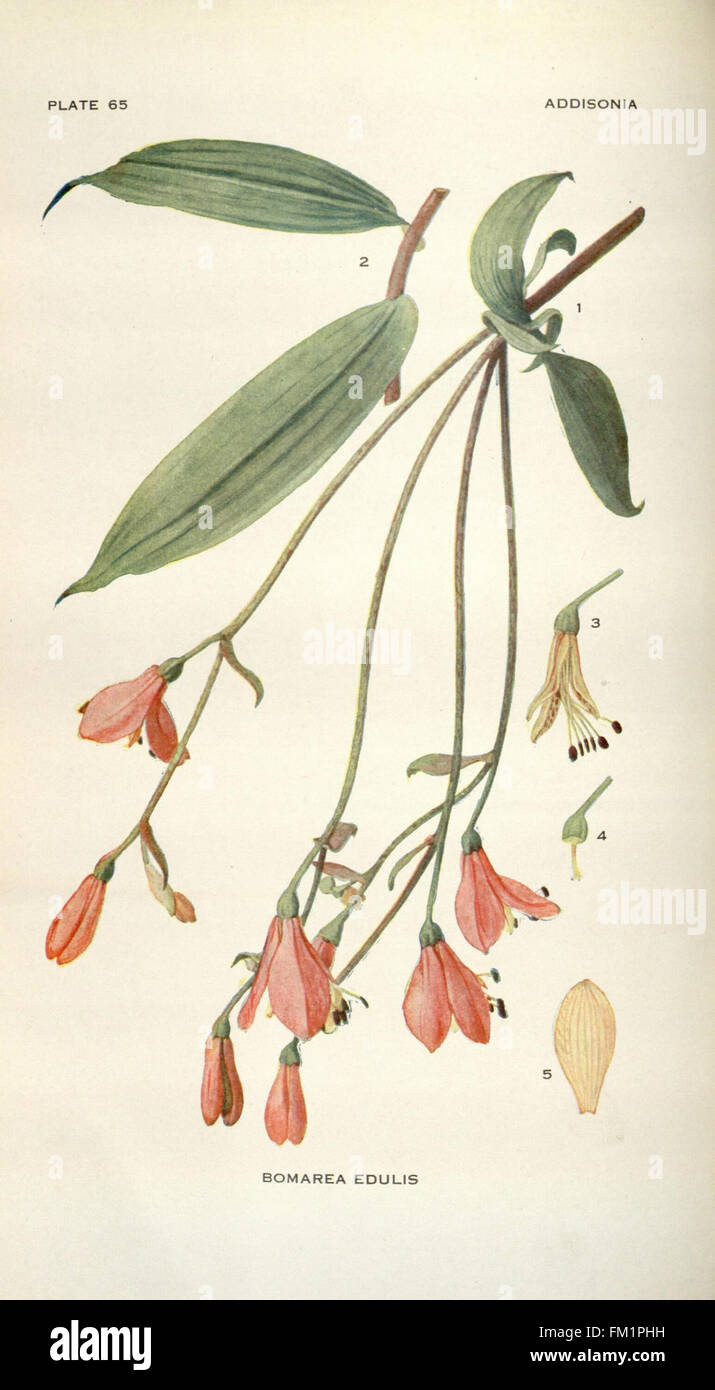 Addisonia (PLATE 65 Stock Photo - Alamy