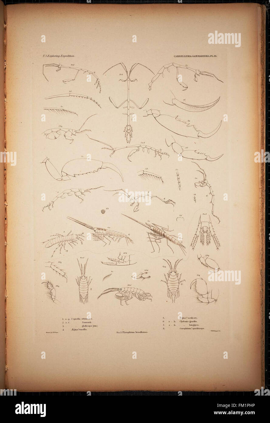 This illustration focuses on the crustacean family, specifically the ...