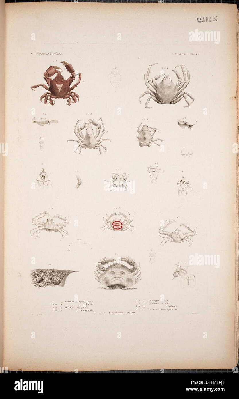 This work focuses on the classification and distribution of crustaceans ...
