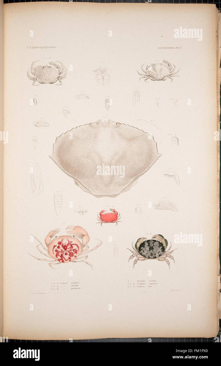 This image features Crustacea from the Maididea species, as illustrated ...