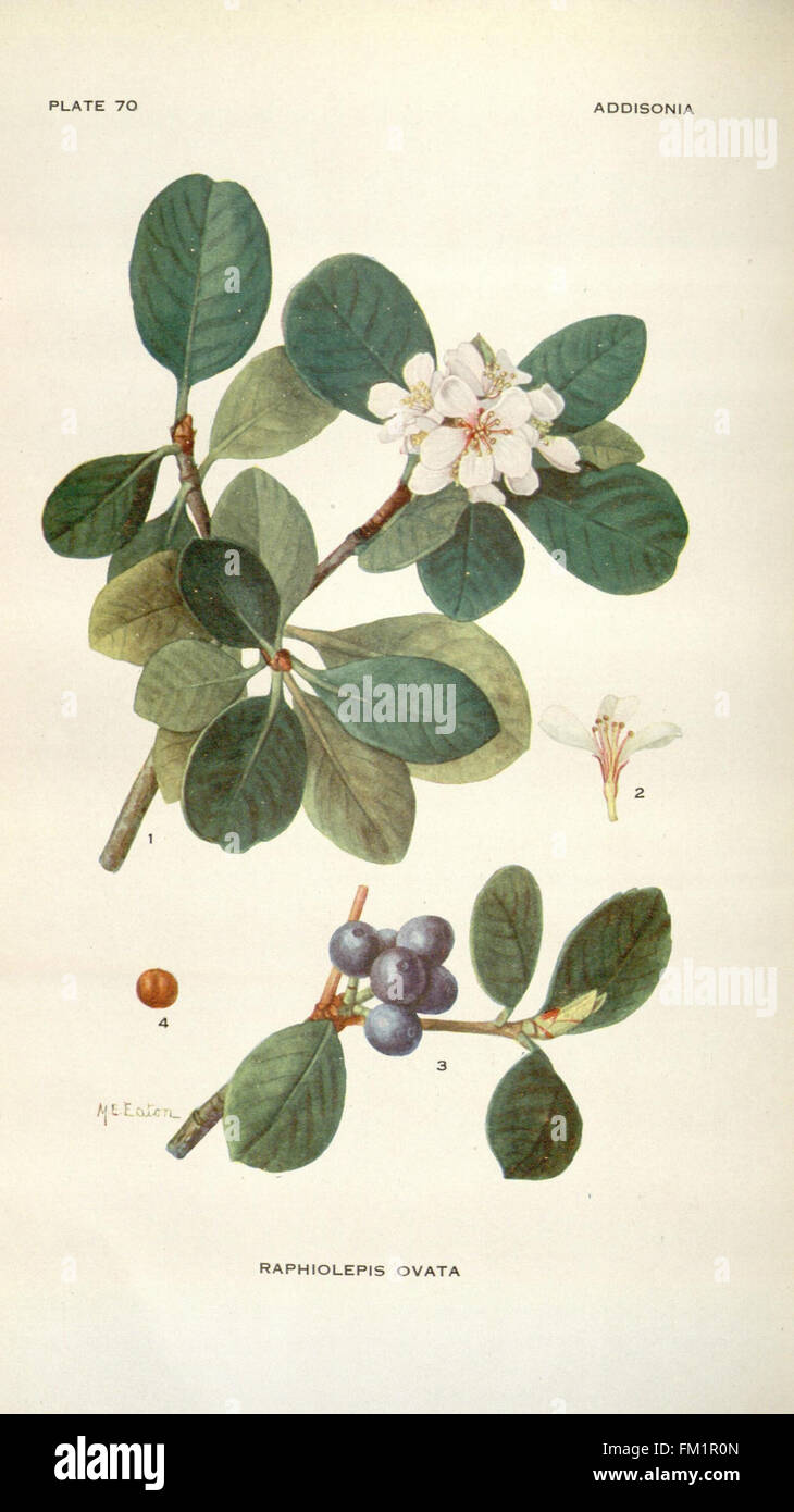 Plate 70 from *Addisonia* features detailed botanical illustrations of ...