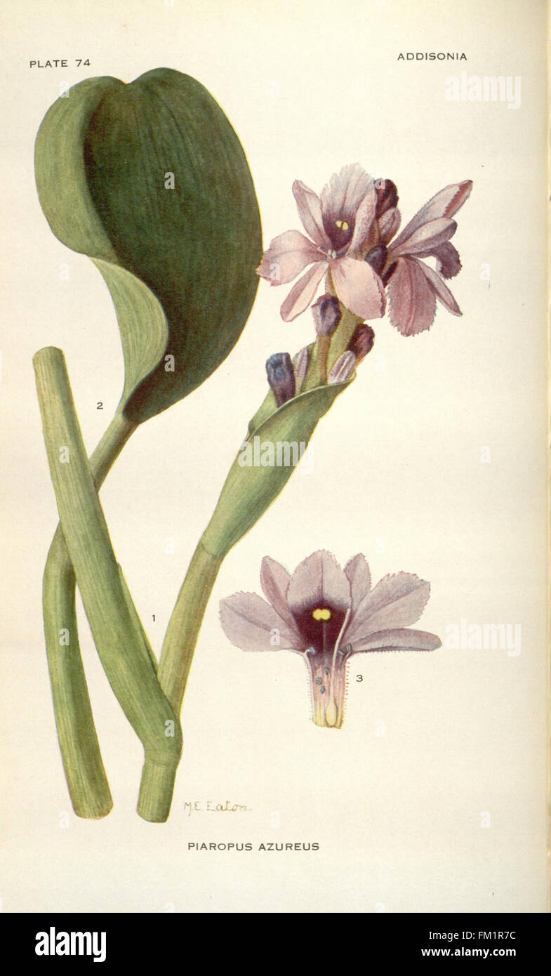 Addisonia (PLATE 74 Stock Photo - Alamy