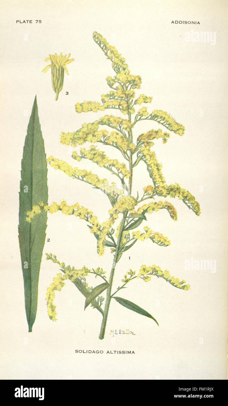 'Addisonia' (Plate 75) features botanical illustrations of plant ...