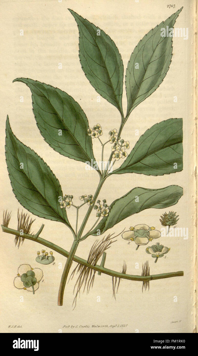 Showcasing detailed depictions of plants hi-res stock photography and ...