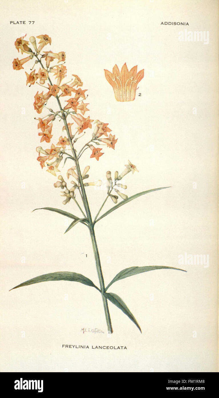 Addisonia (PLATE 77 Stock Photo - Alamy