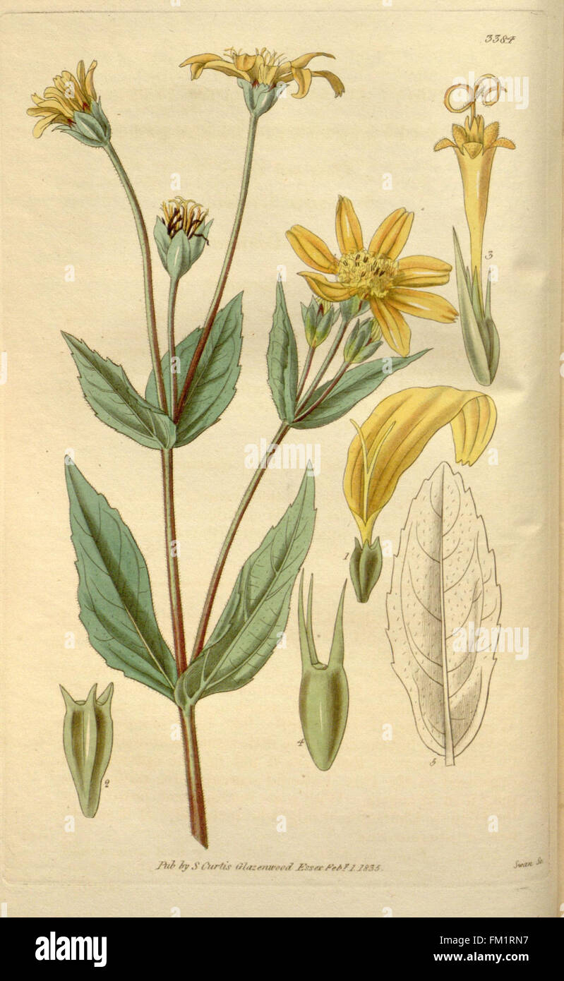 This issue of Curtis's Botanical Magazine presents detailed ...