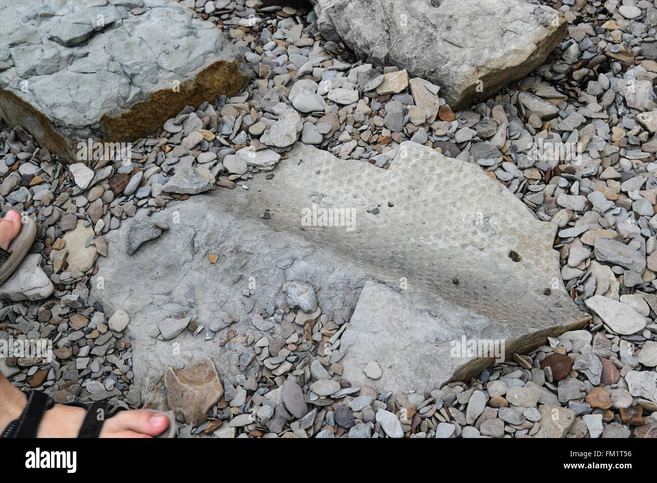 Joggins fossil cliffs hi-res stock photography and images - Alamy