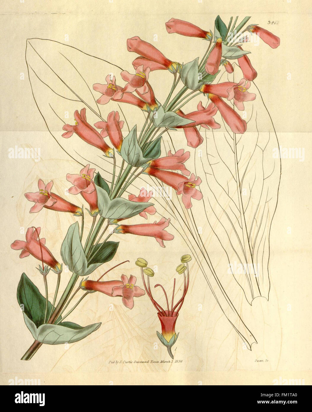 Featuring detailed botanical illustrations hi-res stock photography and ...
