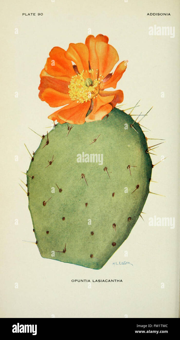 Addisonia (PLATE 90 Stock Photo - Alamy