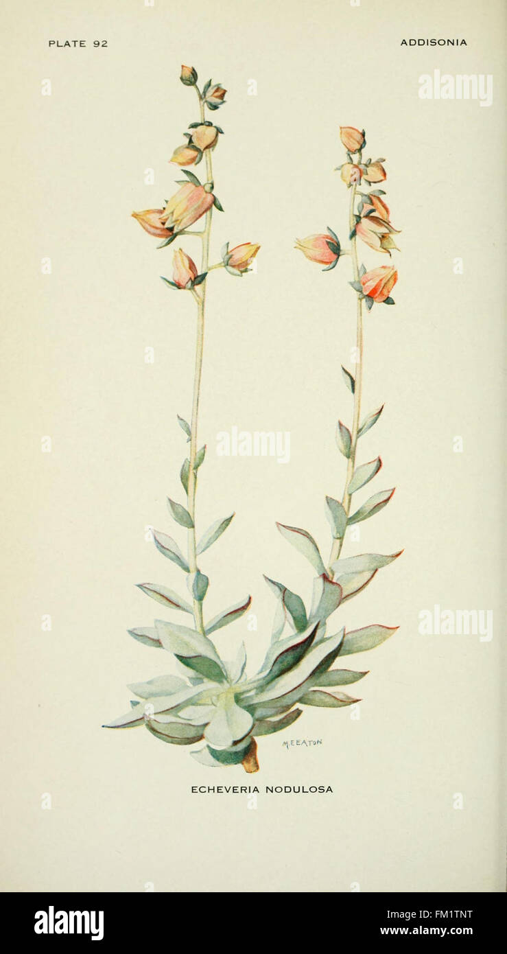 Addisonia (PLATE 92 Stock Photo - Alamy