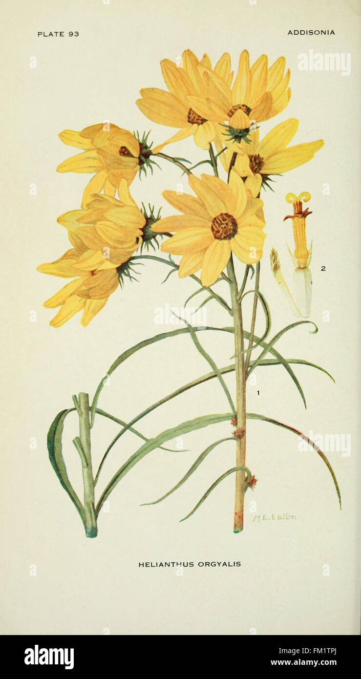 Plate 93 hi-res stock photography and images - Alamy