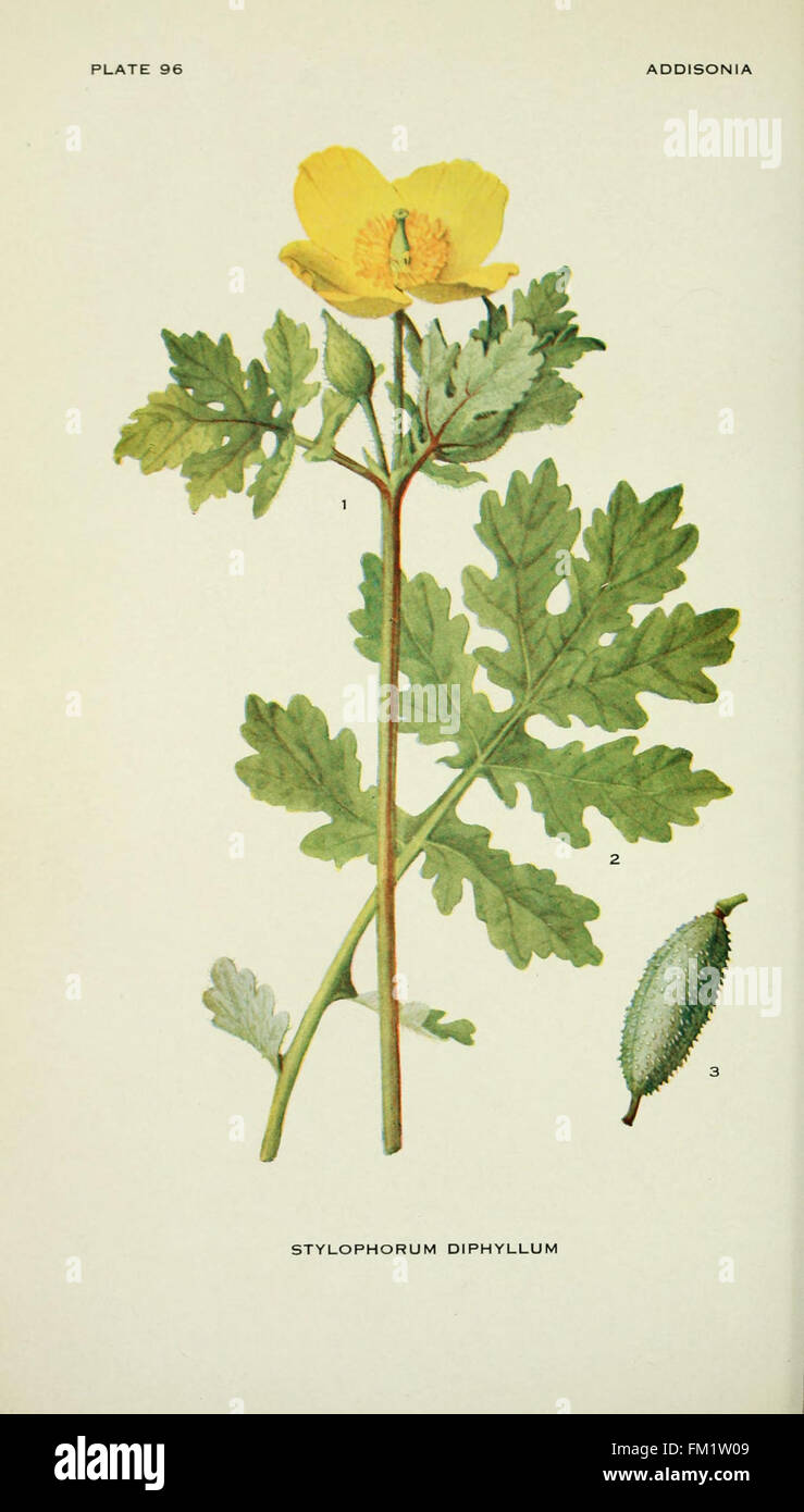 Plate 96 hi-res stock photography and images - Alamy