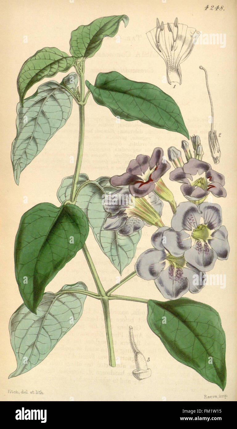 'Curtis's Botanical Magazine' features plant species from various ...