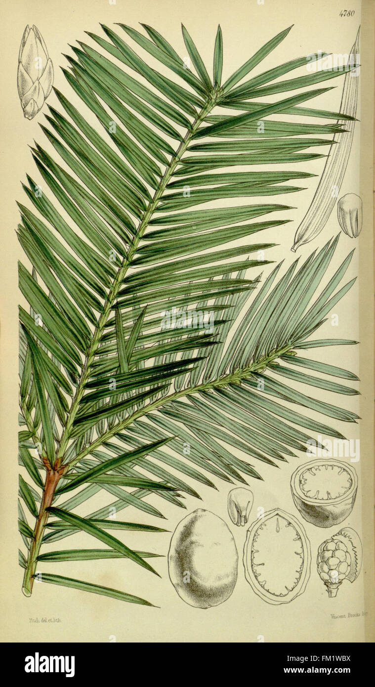 Tab. 4780 from Curtis’s Botanical Magazine displays detailed botanical ...