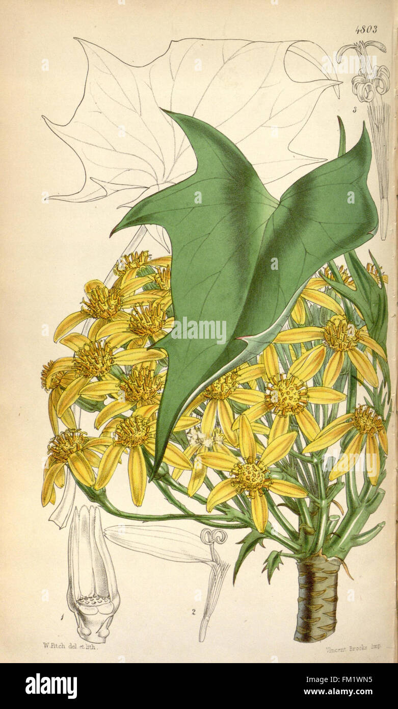 Curtis's botanical magazine (Tab. 4803 Stock Photo - Alamy
