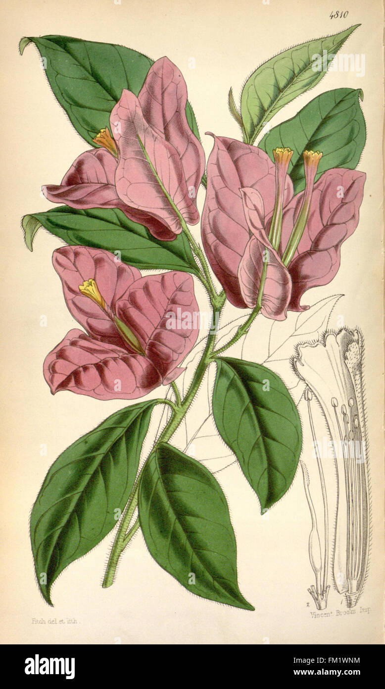 Curtis's botanical magazine (Tab. 4810 Stock Photo - Alamy