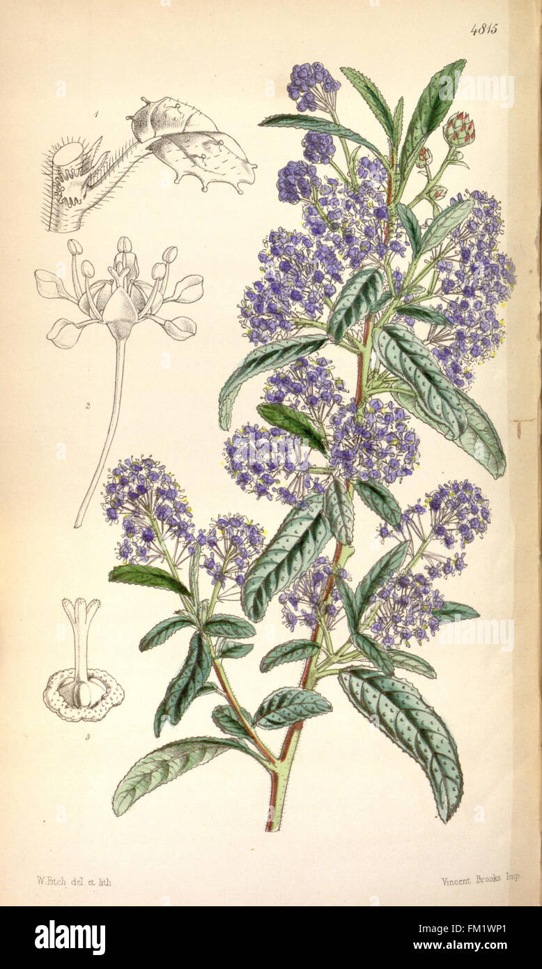 Diverse collection of botanical illustrations hi-res stock photography ...