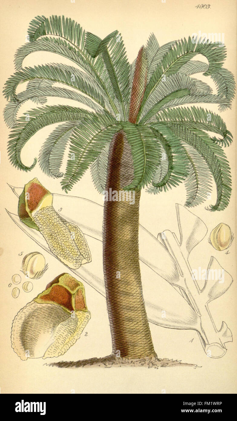 *Curtis's Botanical Magazine* (Tab. 4903) presents a detailed botanical ...