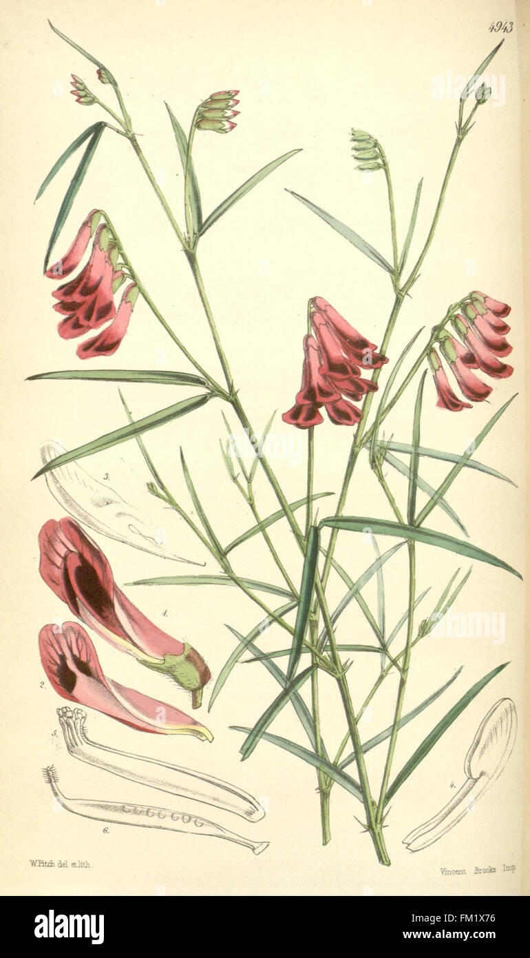 Curtis's Botanical Magazine, featuring Tab. 4943, offers botanical ...