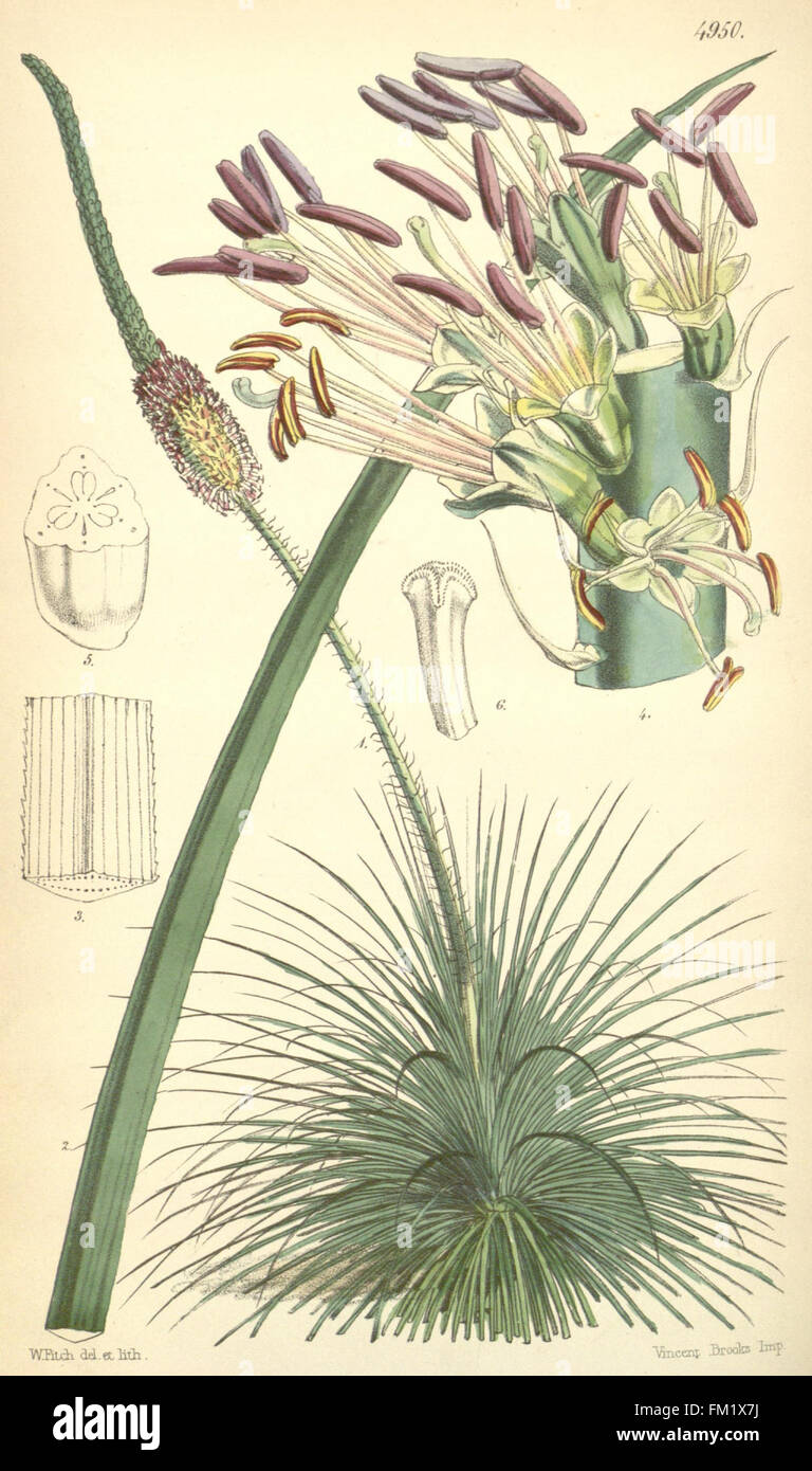 An illustration from Curtis's Botanical Magazine, focusing on a ...