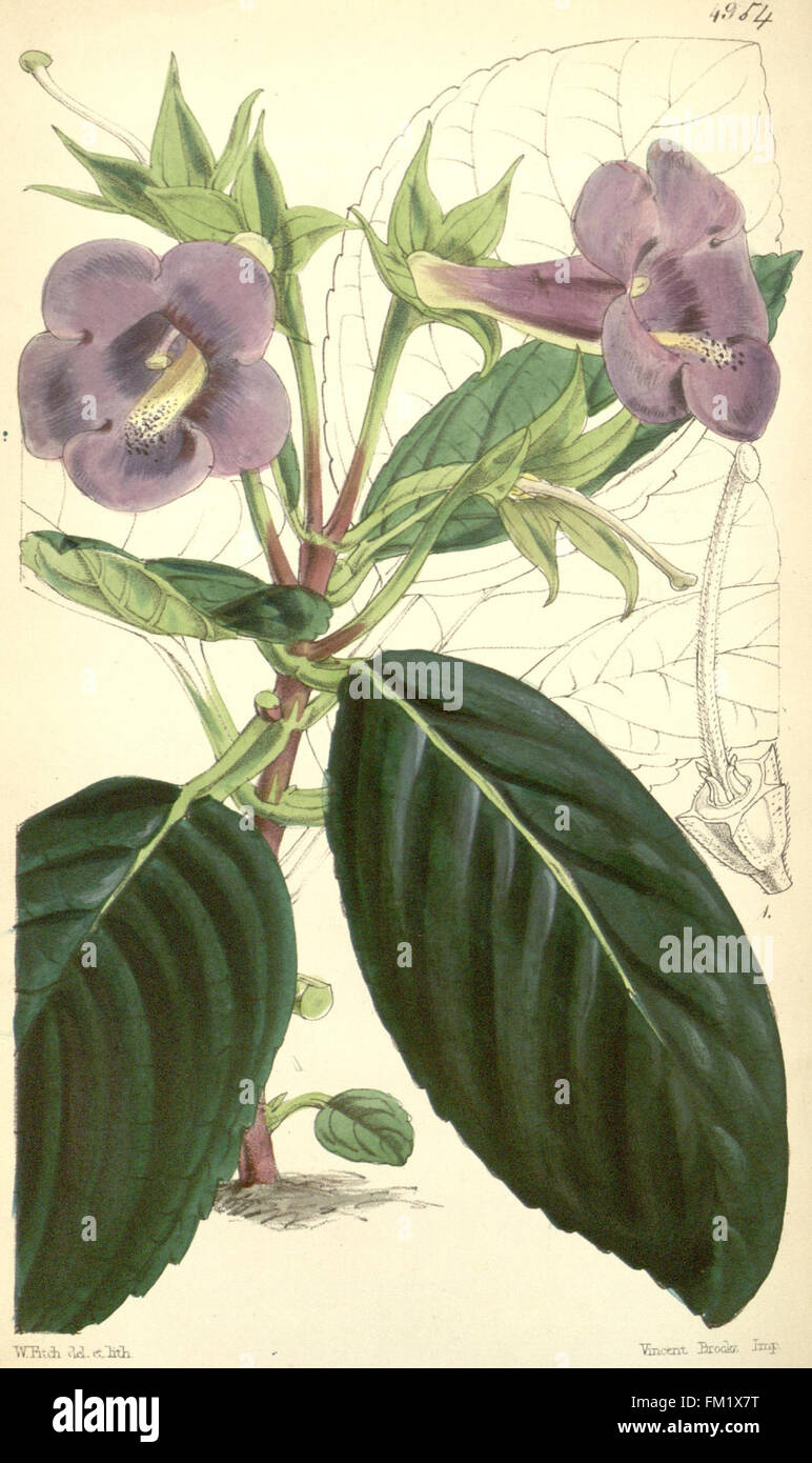 Tab. 4954 from 'Curtis's Botanical Magazine' offers a botanical ...