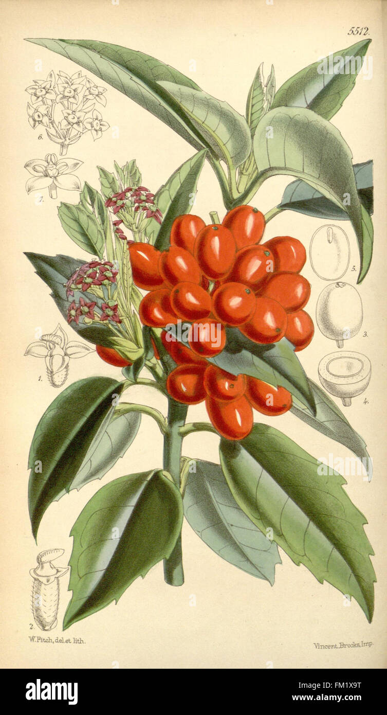 Tab. 5512 from Curtis's Botanical Magazine features botanical ...